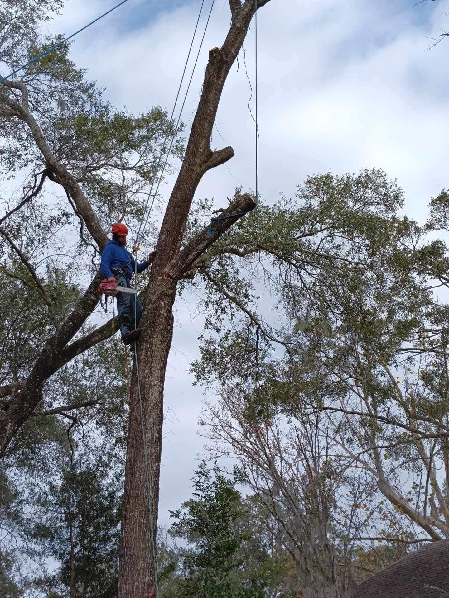 Gregg’s Quality Tree Care Expands Services to Enhance Landscapes in ...